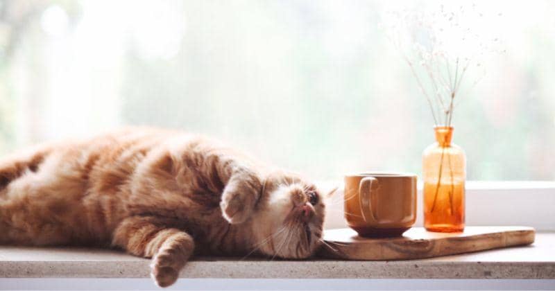 500 Ide Nama Kucing Pembawa Kedamaian Inisial A-Z | Popmama.com