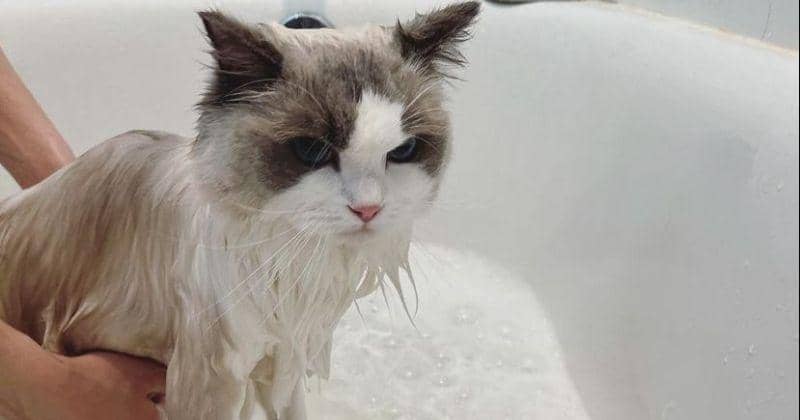 7 Alasan Kenapa Kucing Takut Air, Jarang Disadari | Popmama.com