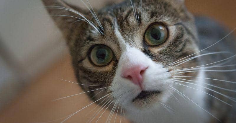 13 Tanda-Tanda atau Ciri-Ciri Kucing Hamil, Mudah Diamati | Popmama.com