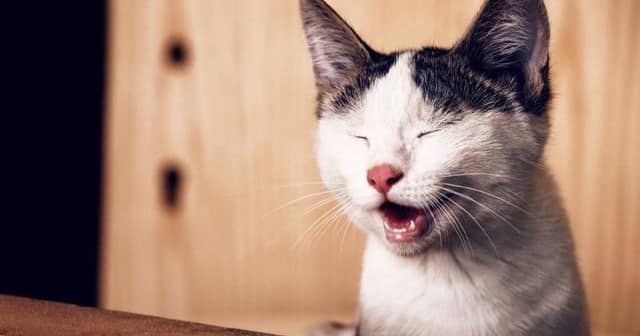 9 Cara Mengatasi Kucing Birahi yang Tepat | Popmama.com