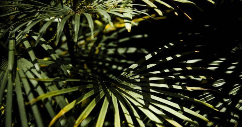 Mengenal Arti Daun Palma bagi Umat Katolik | Popmama.com