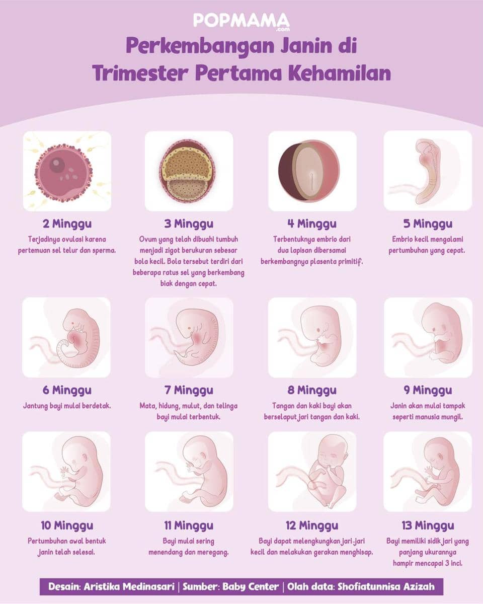 Gambar Perkembangan Janin di Trimester Pertama Kehamilan | Popmama.com