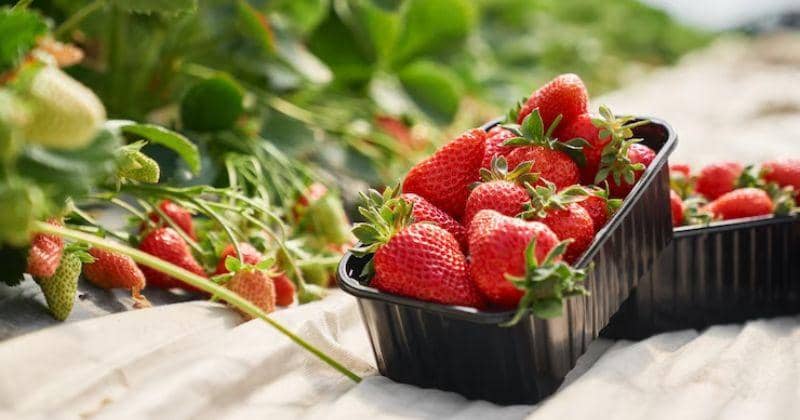 15 Buah yang Bagus untuk Promil, Bantu Tingkatkan Kesuburan | Popmama.com