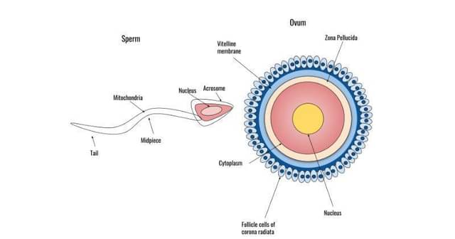 Fertilisasi Adalah Proses Pembuahan, Begini Tahap-Tahapnya | Popmama.com