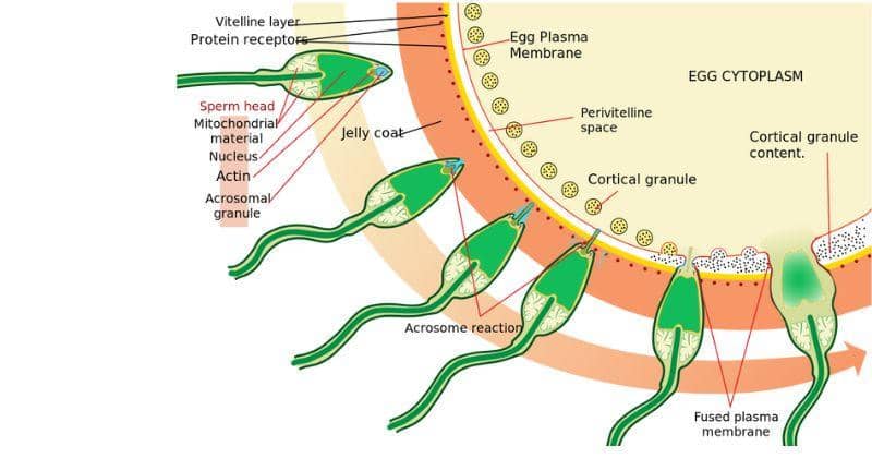Fertilisasi Adalah Proses Pembuahan, Begini Tahap-Tahapnya | Popmama.com