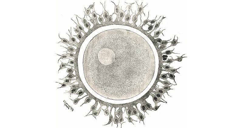 Fertilisasi Adalah Proses Pembuahan, Begini Tahap-Tahapnya | Popmama.com