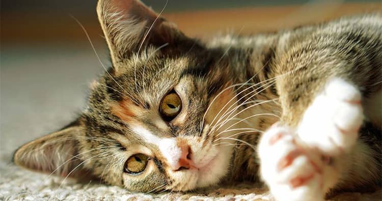 250 Nama Kucing Lucu Argentina Inisial A-Z | Popmama.com