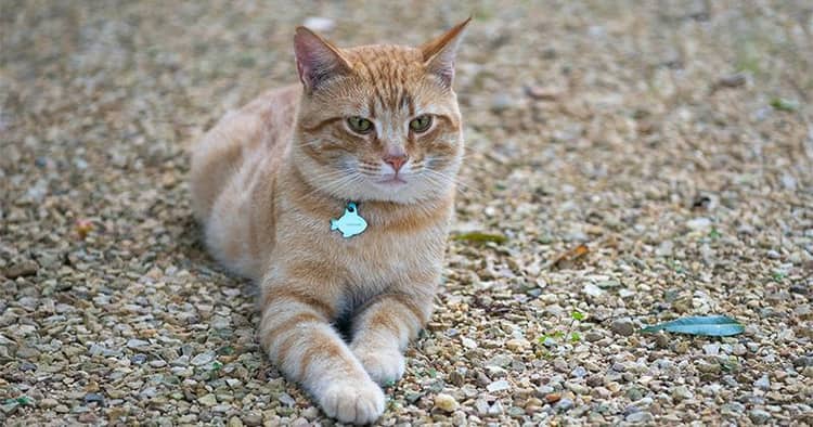 250 Nama Kucing Lucu Argentina Inisial A-Z | Popmama.com