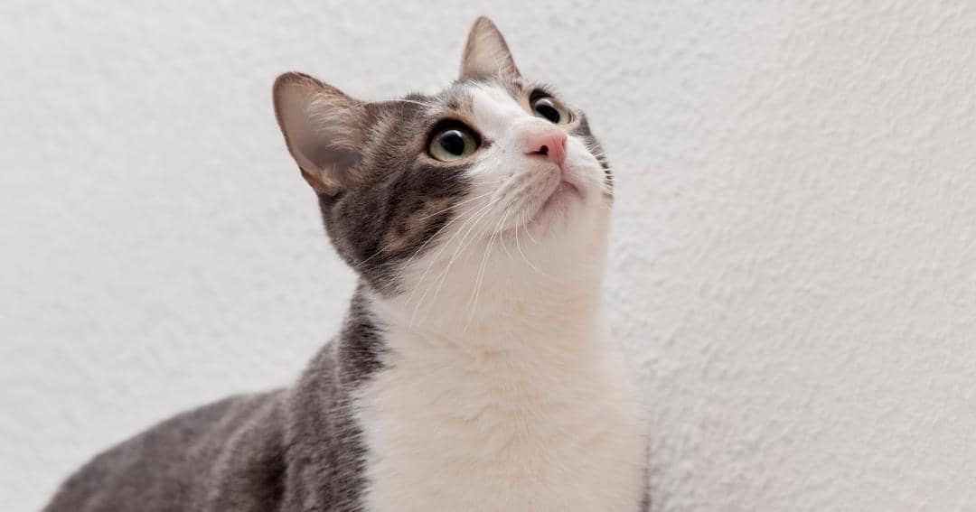 600 Nama Kucing Betina Unik Inisial A-Z, Unik Banget | Popmama.com