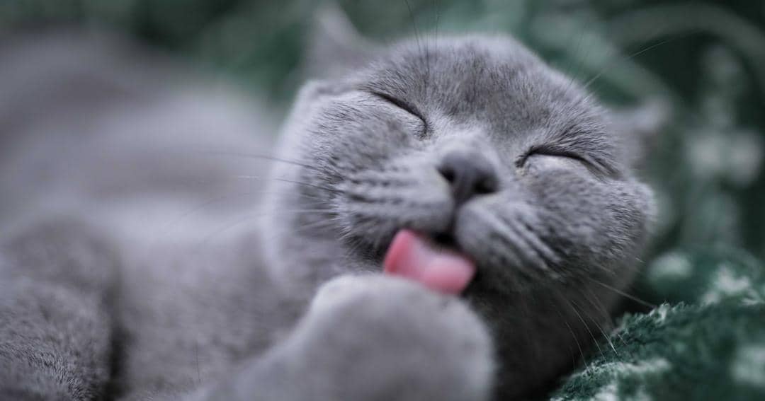 600 Nama Kucing Betina Unik Inisial A-Z, Unik Banget | Popmama.com