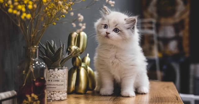 300 Nama Kucing Betina Aesthetic Inisial N-Z Beserta Artinya | Popmama.com