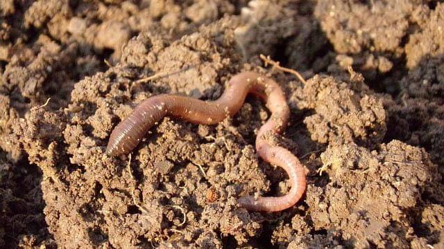 Penyebab Hingga Cara Mencegah Cacingan pada Anak | Popmama.com