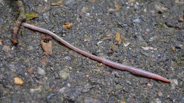 Penyebab Hingga Cara Mencegah Cacingan pada Anak | Popmama.com