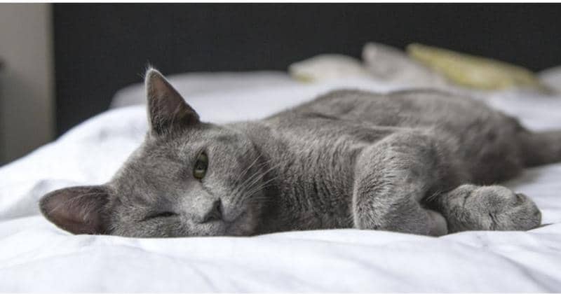 600 Nama Kucing Betina Unik Inisial A-Z, Unik Banget | Popmama.com