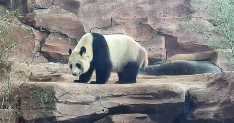 7 Fakta Menarik Panda yang Jarang Diketahui Orang | Popmama.com