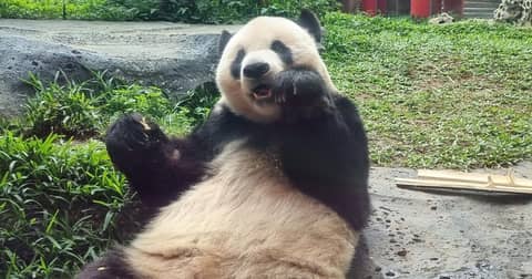 7 Fakta Menarik Panda yang Jarang Diketahui Orang | Popmama.com