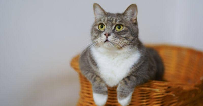 600 Nama Kucing Betina Unik Inisial A-Z, Unik Banget | Popmama.com