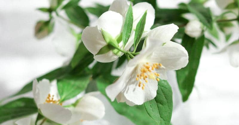 10 Bunga Beraroma Wangi untuk Pengharum Ruangan | Popmama.com