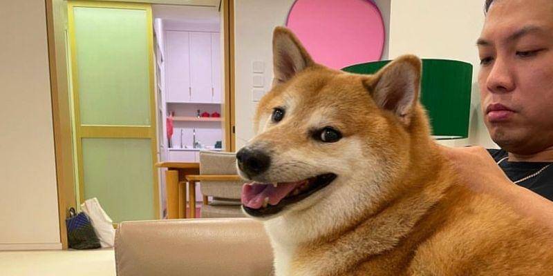 7 Fakta Cheems Balltze Anjing Shiba Inu, Pernah Viral | Popmama.com