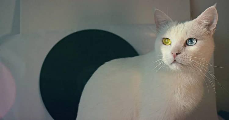 250 Nama Kucing Jantan Putih Inisial A-M, Artinya Unik | Popmama.com