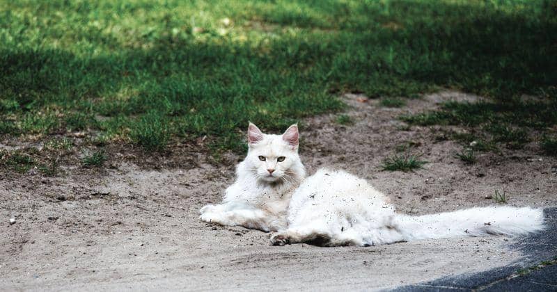 250 Nama Kucing Jantan Putih Inisial A-M, Artinya Unik | Popmama.com