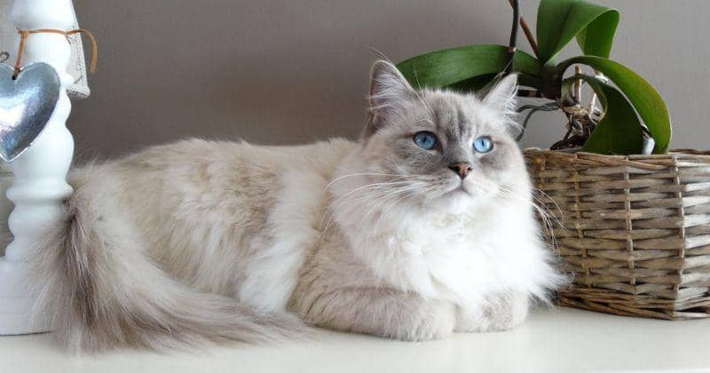 600 Nama Kucing Betina Unik Inisial A-Z, Unik Banget | Popmama.com