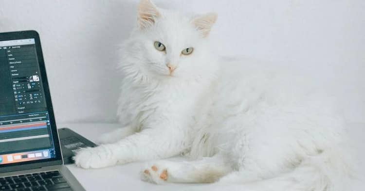 600 Nama Kucing Betina Unik Inisial A-Z, Unik Banget | Popmama.com