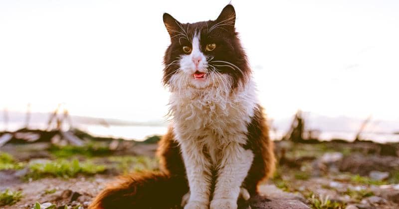 200 Nama Kucing Betina Berdasarkan Warna Beserta Artinya | Popmama.com