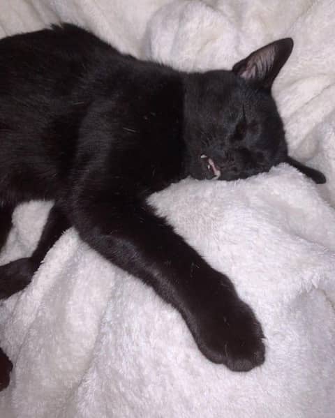 10 Foto Lucu Kucing Cosplay Jadi Vampir, Ekspresinya Gemas | Popmama.com