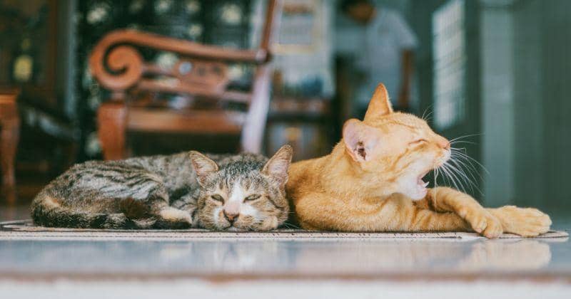 8 Cara Menghilangkan Bau Kucing dari Rumah | Popmama.com