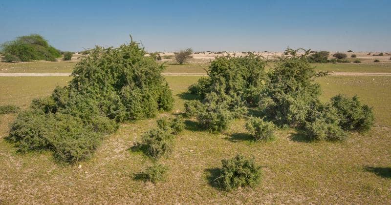 5 Fakta Pohon Gharqad, Dijuluki sebagai Pohon Yahudi | Popmama.com