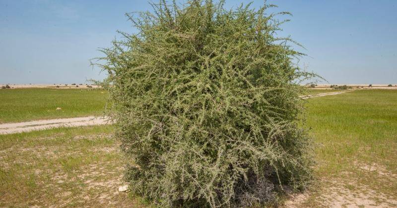 5 Fakta Pohon Gharqad, Dijuluki sebagai Pohon Yahudi | Popmama.com