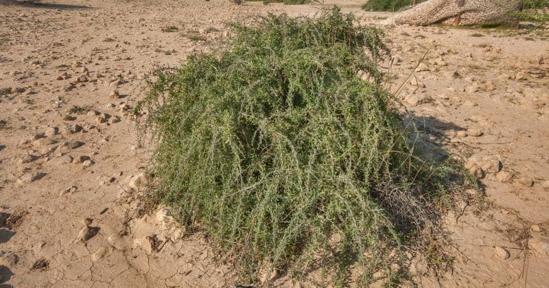 5 Fakta Pohon Gharqad, Dijuluki sebagai Pohon Yahudi | Popmama.com