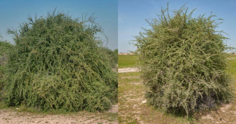 5 Fakta Pohon Gharqad, Dijuluki sebagai Pohon Yahudi | Popmama.com