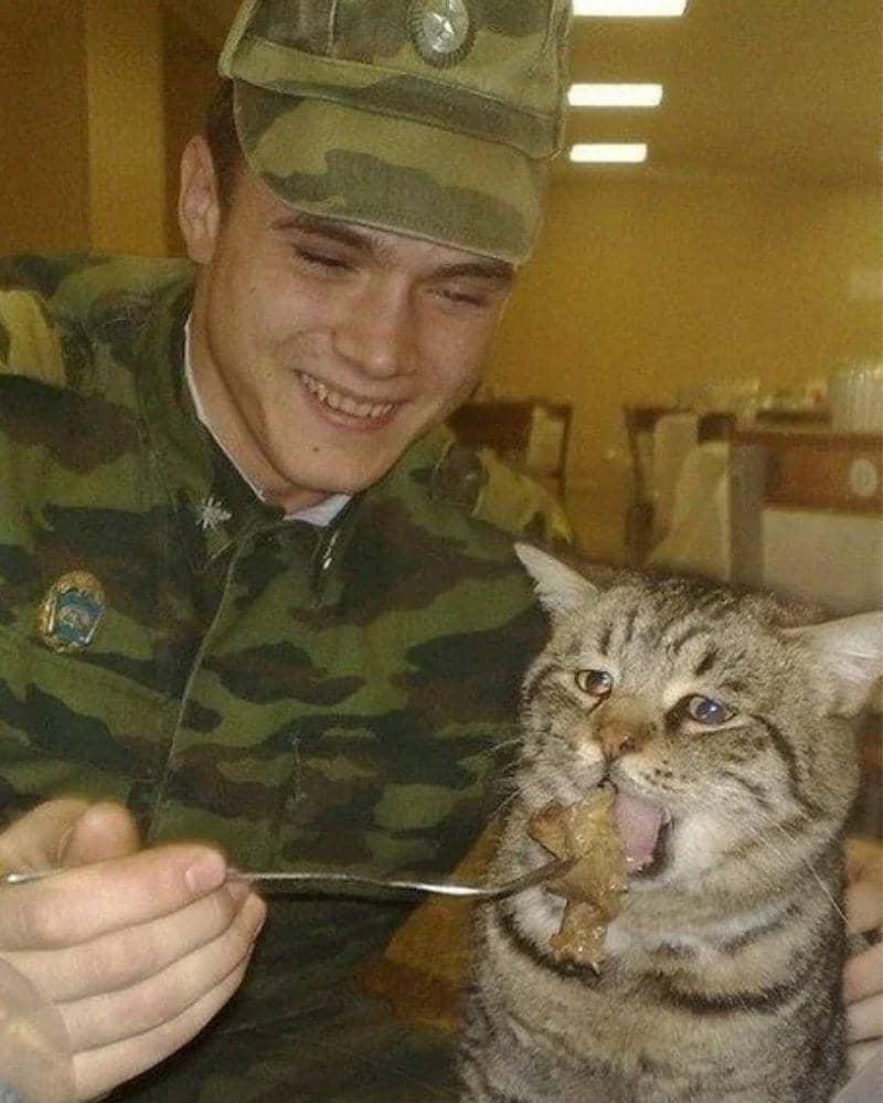 10 Foto Lucu Kucing Militer, Pandai Beradaptasi | Popmama.com