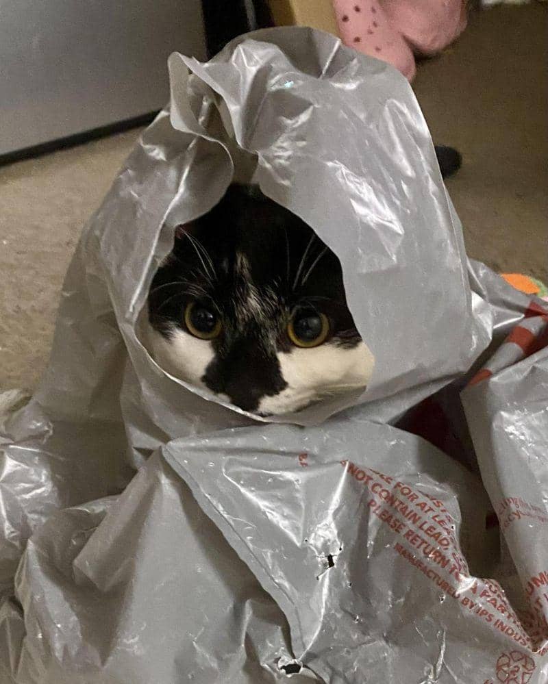12 Foto Lucu Kucing Terjebak di Kantong Plastik, Gemas | Popmama.com