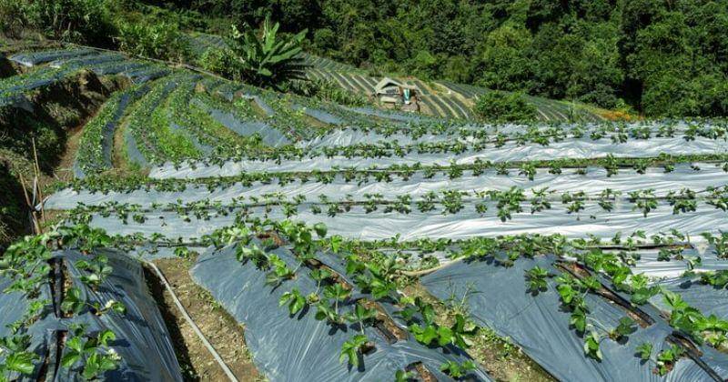 9 Contoh Ekosistem Buatan di Lingkungan Sekitar | Popmama.com