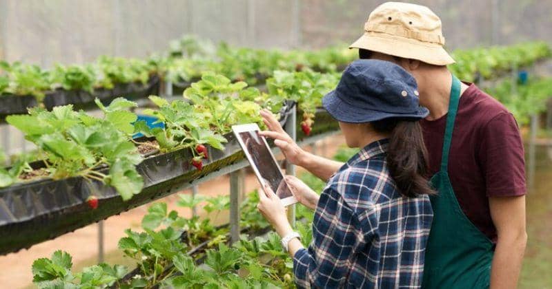 9 Contoh Ekosistem Buatan di Lingkungan Sekitar | Popmama.com