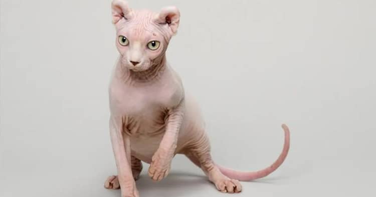 10 Jenis Kucing Tanpa Bulu selain Sphynx, Bisa Dipelihara | Popmama.com