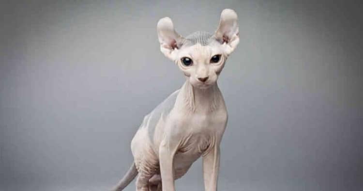 10 Jenis Kucing Tanpa Bulu selain Sphynx, Bisa Dipelihara | Popmama.com