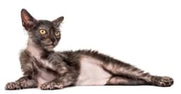 10 Jenis Kucing Tanpa Bulu selain Sphynx, Bisa Dipelihara | Popmama.com