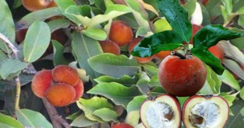 10 Nama Buah dari Huruf B, Wajib Tahu | Popmama.com