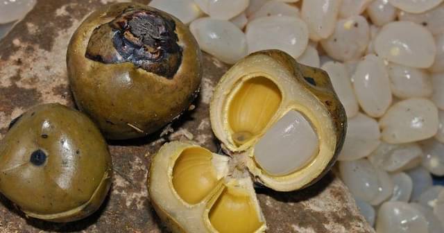 4 Nama Buah dari Huruf E, Wajib Tahu | Popmama.com