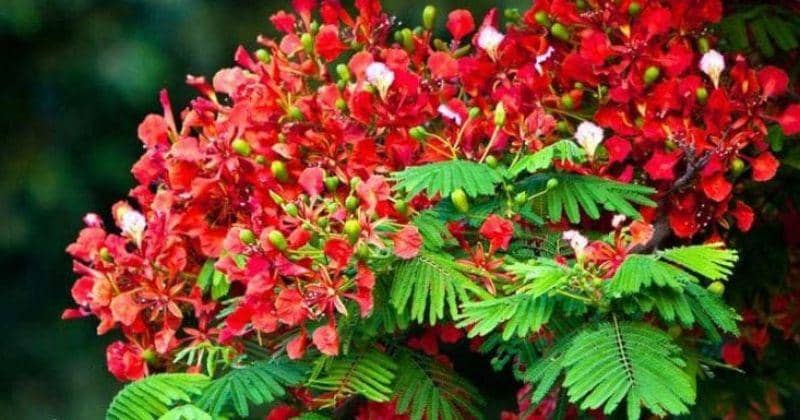 4 Nama-Nama Buah dari Huruf F yang Jarang Diketahui | Popmama.com