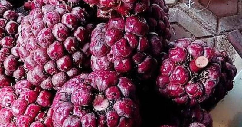 5 Nama-Nama Buah dari Huruf H yang Masih Jarang Diketahui | Popmama.com