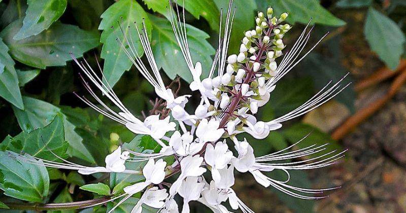 20 Manfaat Tanaman Kumis Kucing untuk Kesehatan | Popmama.com