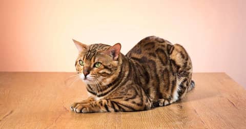 12 Tanda-tanda Kucing Birahi, Pemilik Wajib Tahu | Popmama.com