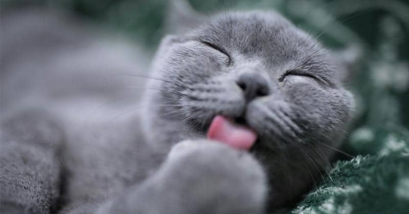 12 Tanda-tanda Kucing Birahi, Pemilik Wajib Tahu | Popmama.com
