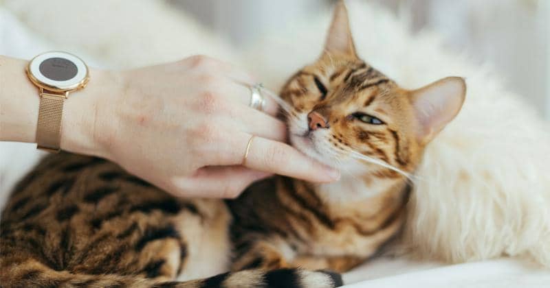 10 Tanda-Tanda Kucing Betina Birahi, Tak Boleh Diabaikan | Popmama.com