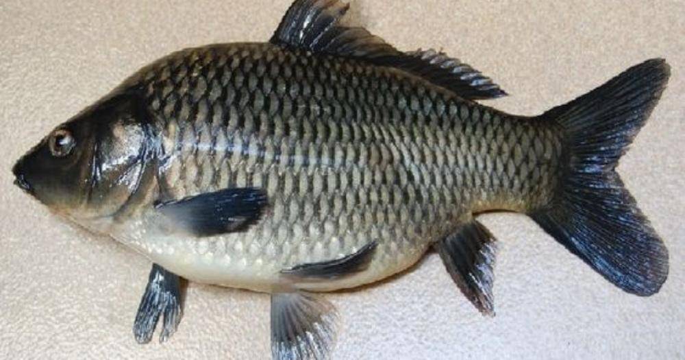 7 Ikan Pembawa Hoki, Ada Ikan Mas dan Arwana | Popmama.com